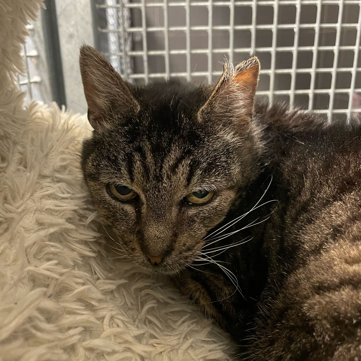 Katten ter adoptie | Dierenasiel Sint-Truiden