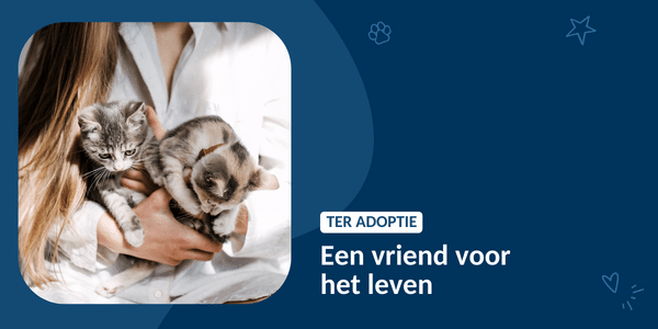 Katten ter adoptie | Dierenasiel Sint-Truiden