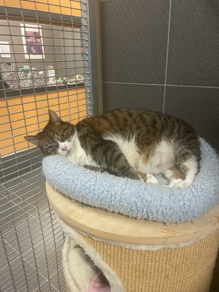Katten ter adoptie | Dierenasiel Sint-Truiden
