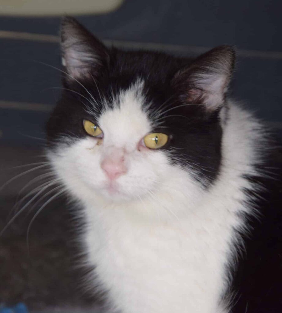 Katten ter adoptie | Dierenasiel Sint-Truiden