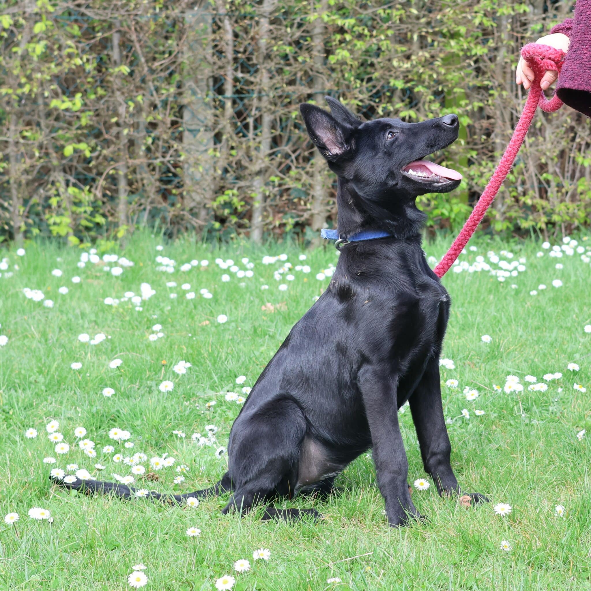 Honden ter adoptie | Dierenasiel Sint-Truiden
