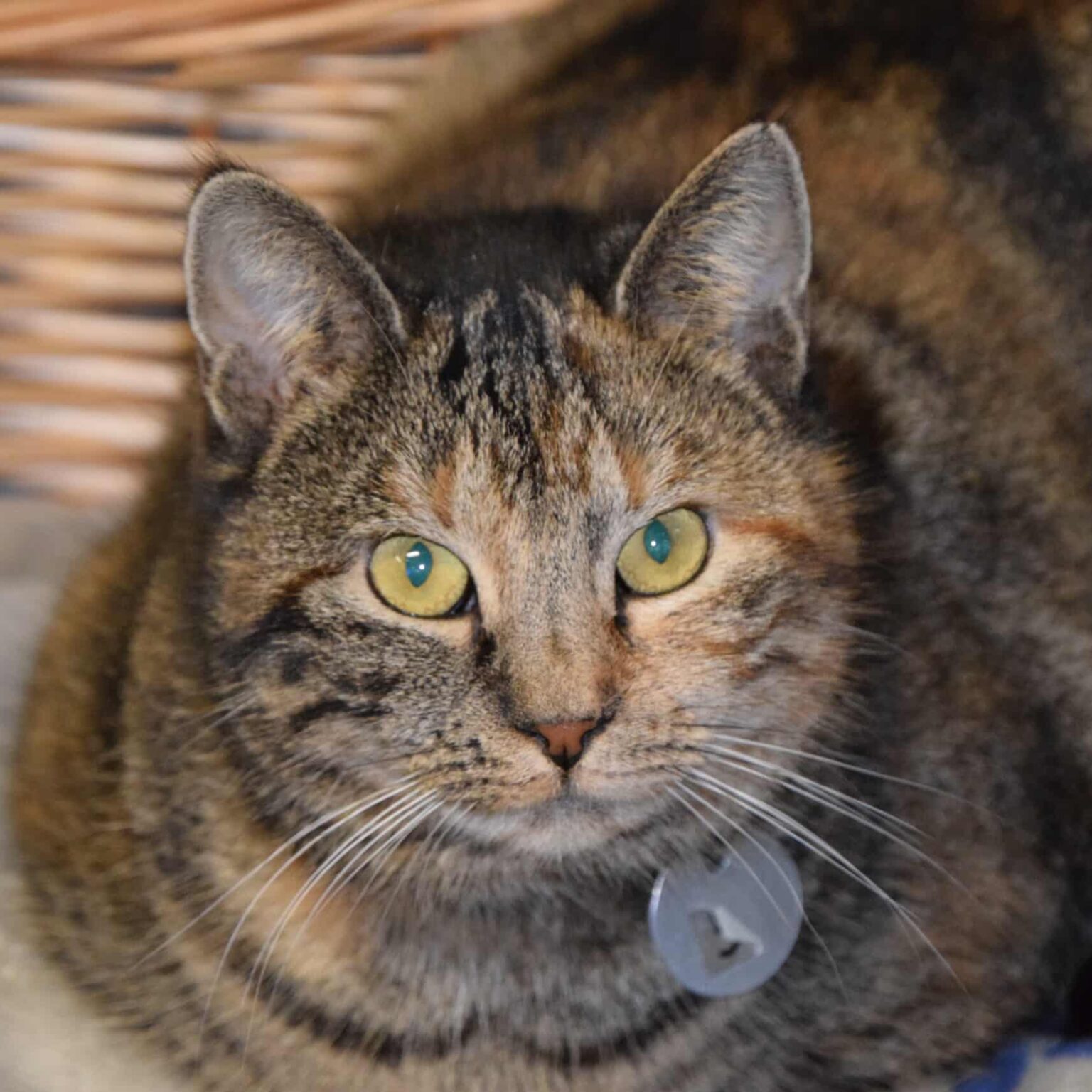 Katten ter adoptie | Dierenasiel Sint-Truiden