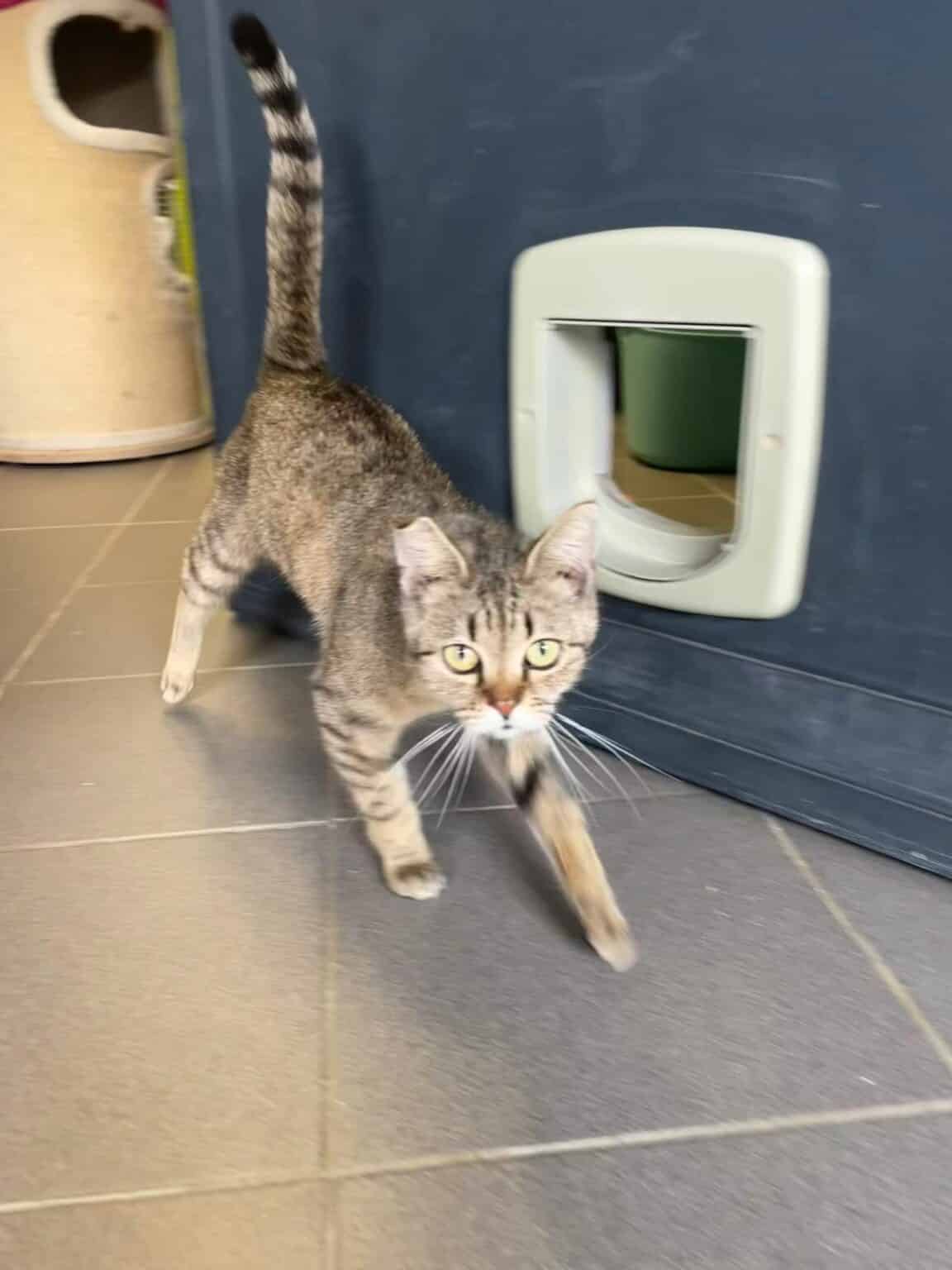 Katten ter adoptie | Dierenasiel Sint-Truiden