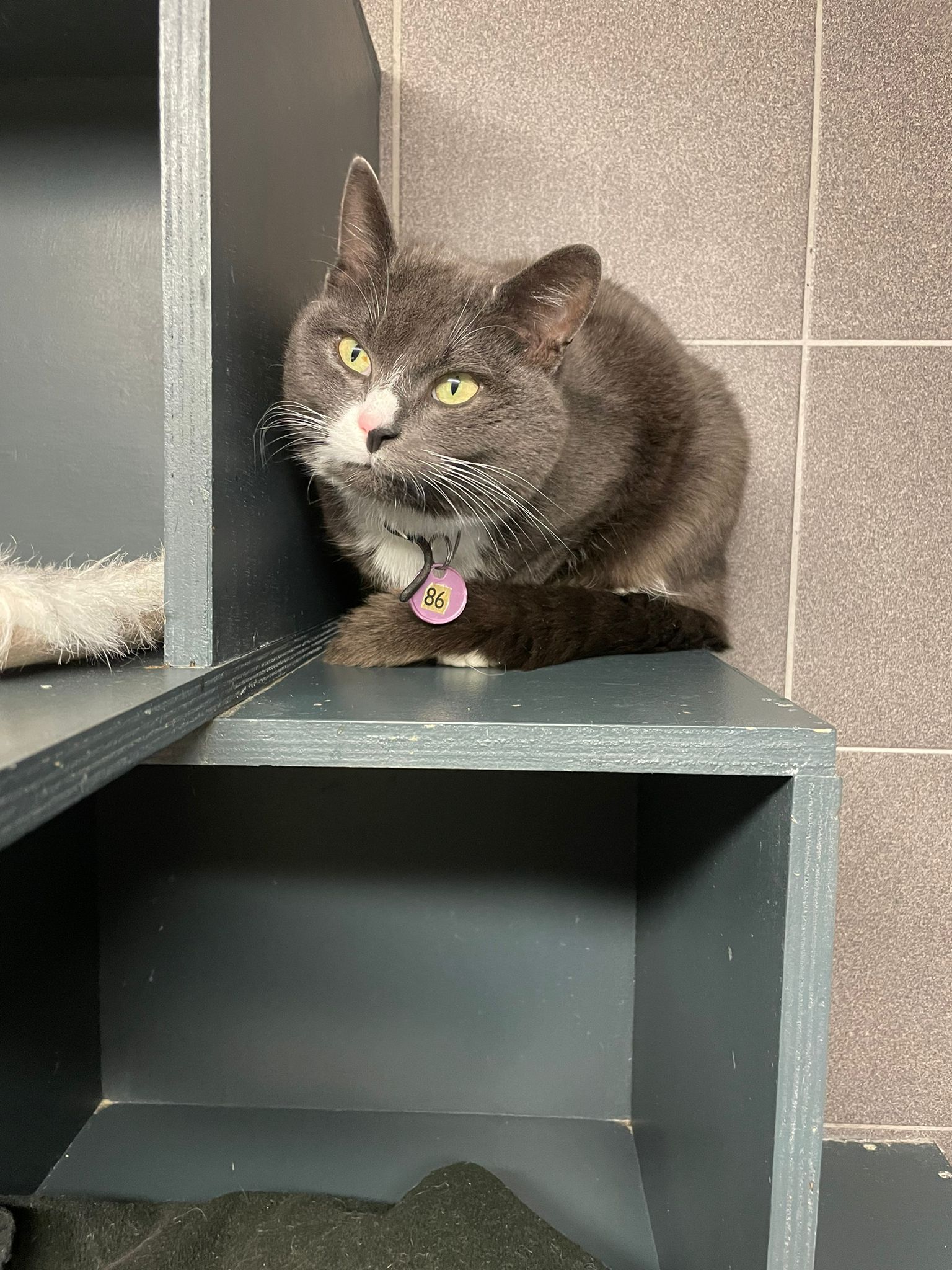 Katten Archives - Dierenasiel Sint-Truiden