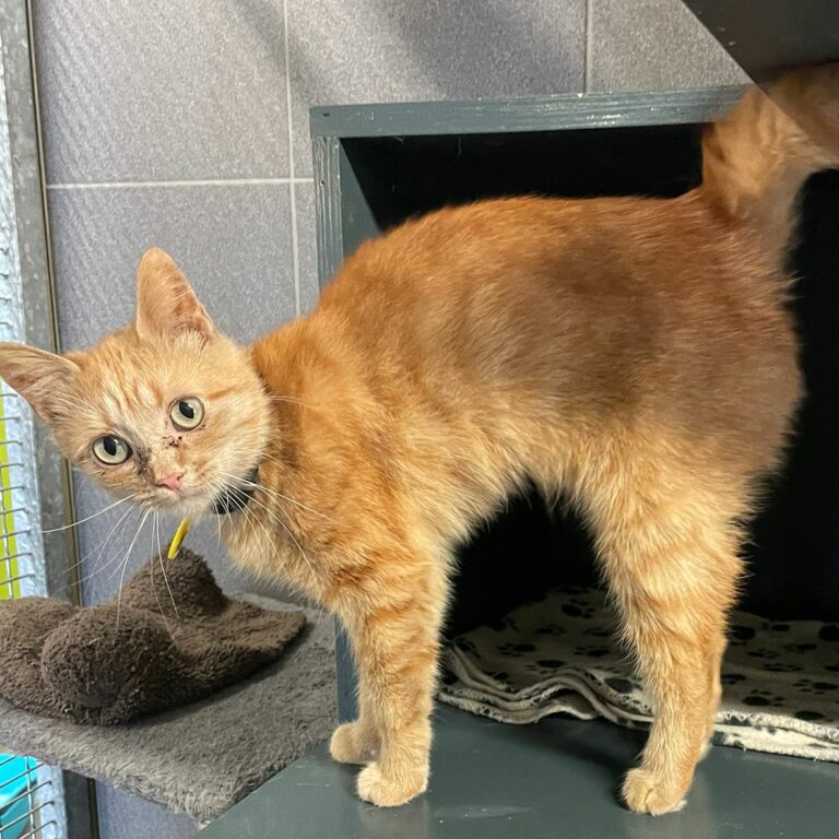 Katten ter adoptie | Dierenasiel Sint-Truiden