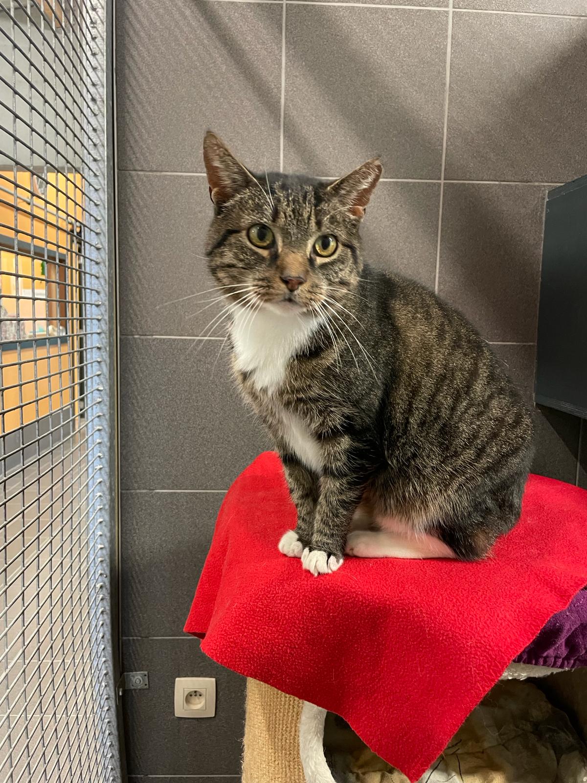 Katten ter adoptie | Dierenasiel Sint-Truiden