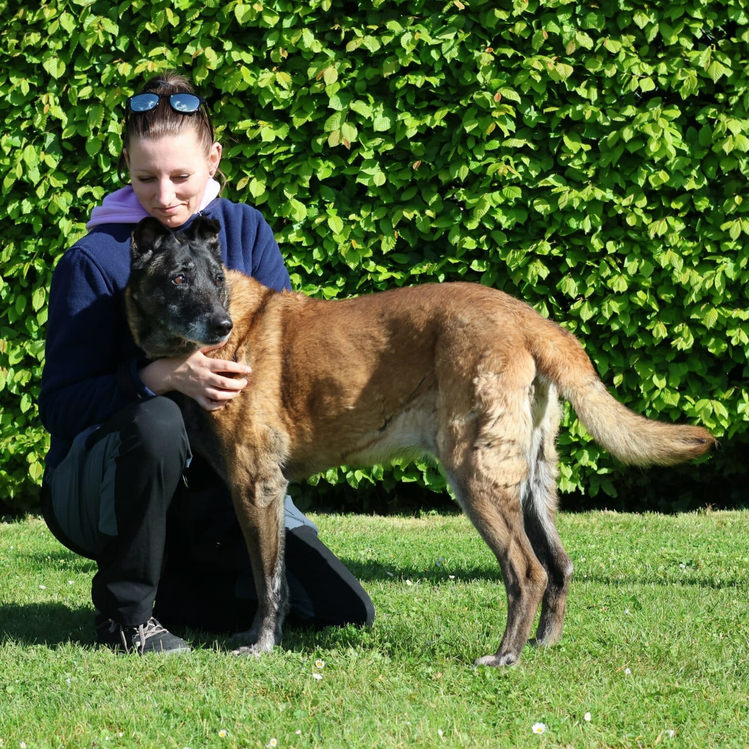 Honden ter adoptie | Dierenasiel Sint-Truiden