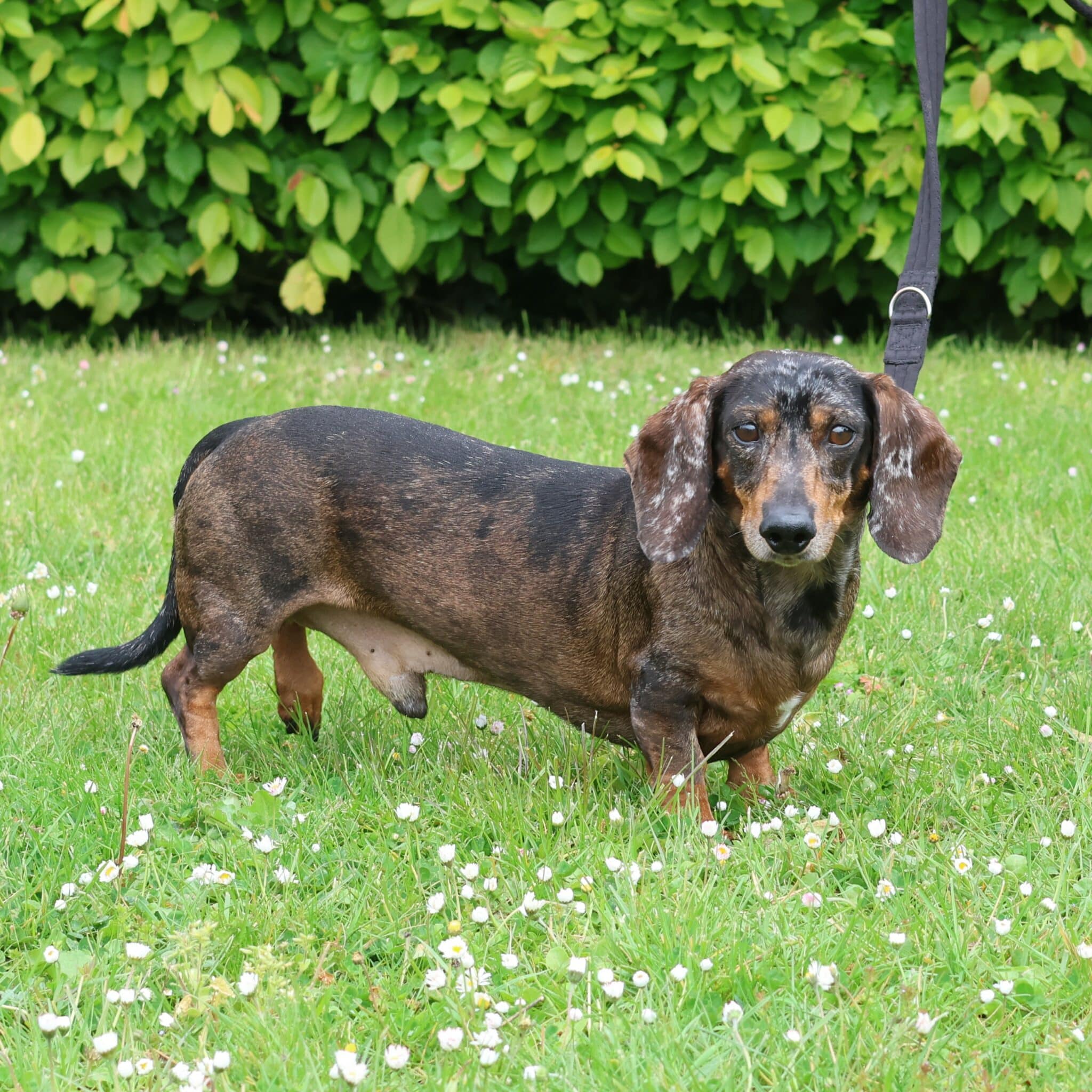 Honden ter adoptie | Dierenasiel Sint-Truiden