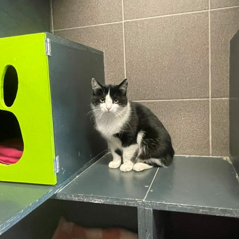 Katten ter adoptie | Dierenasiel Sint-Truiden