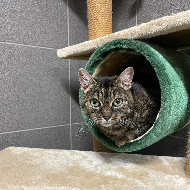 Katten ter adoptie | Dierenasiel Sint-Truiden