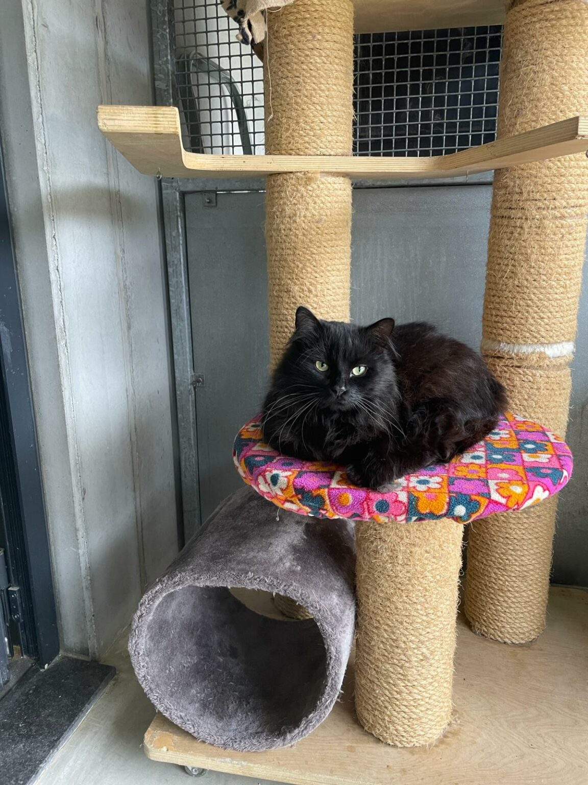 Katten ter adoptie | Dierenasiel Sint-Truiden