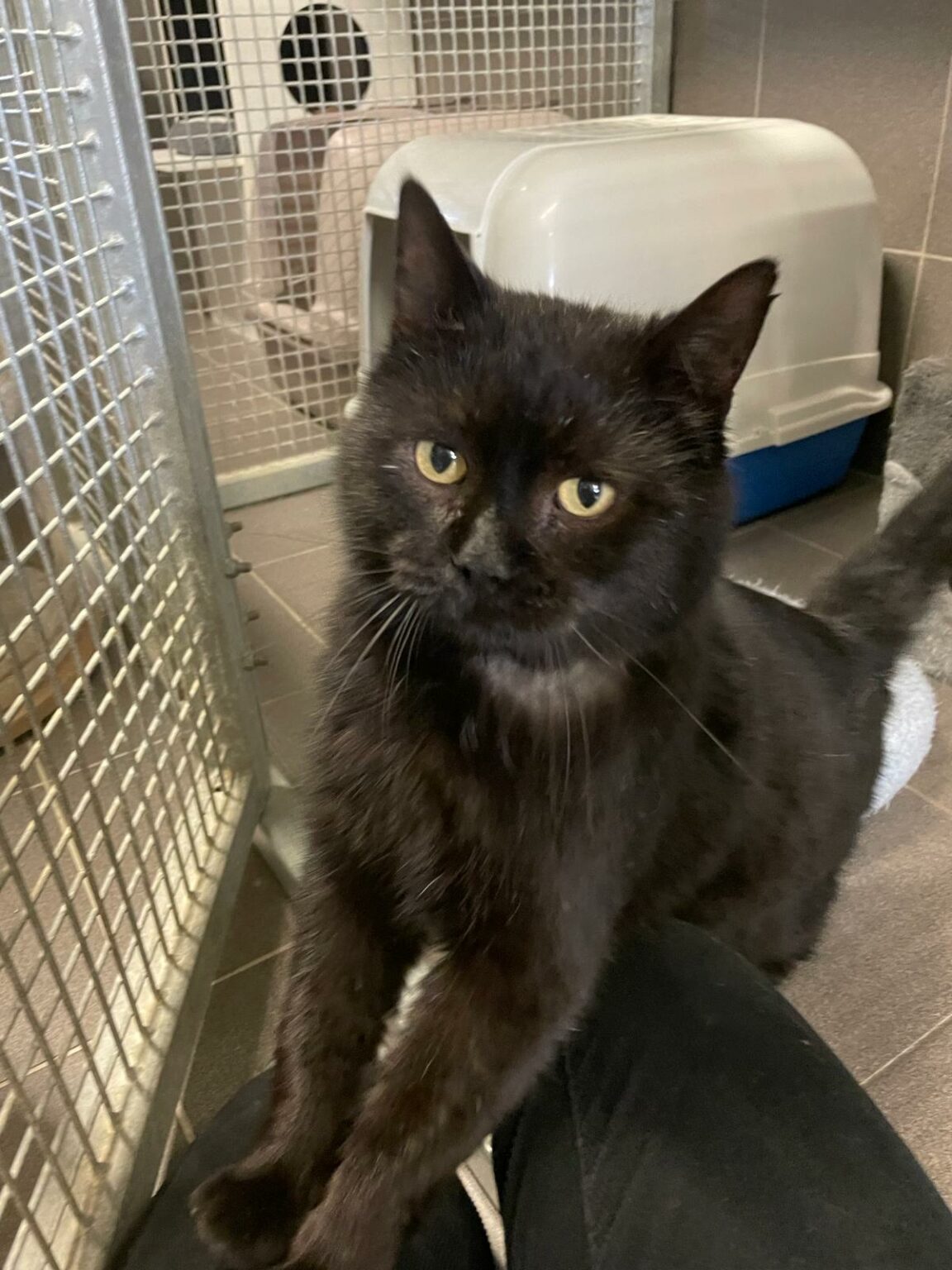 Katten ter adoptie | Dierenasiel Sint-Truiden