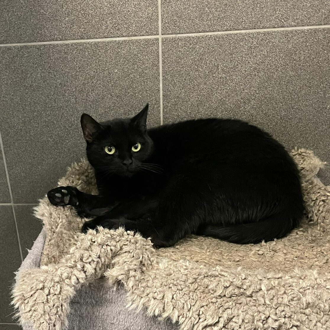 Katten ter adoptie | Dierenasiel Sint-Truiden