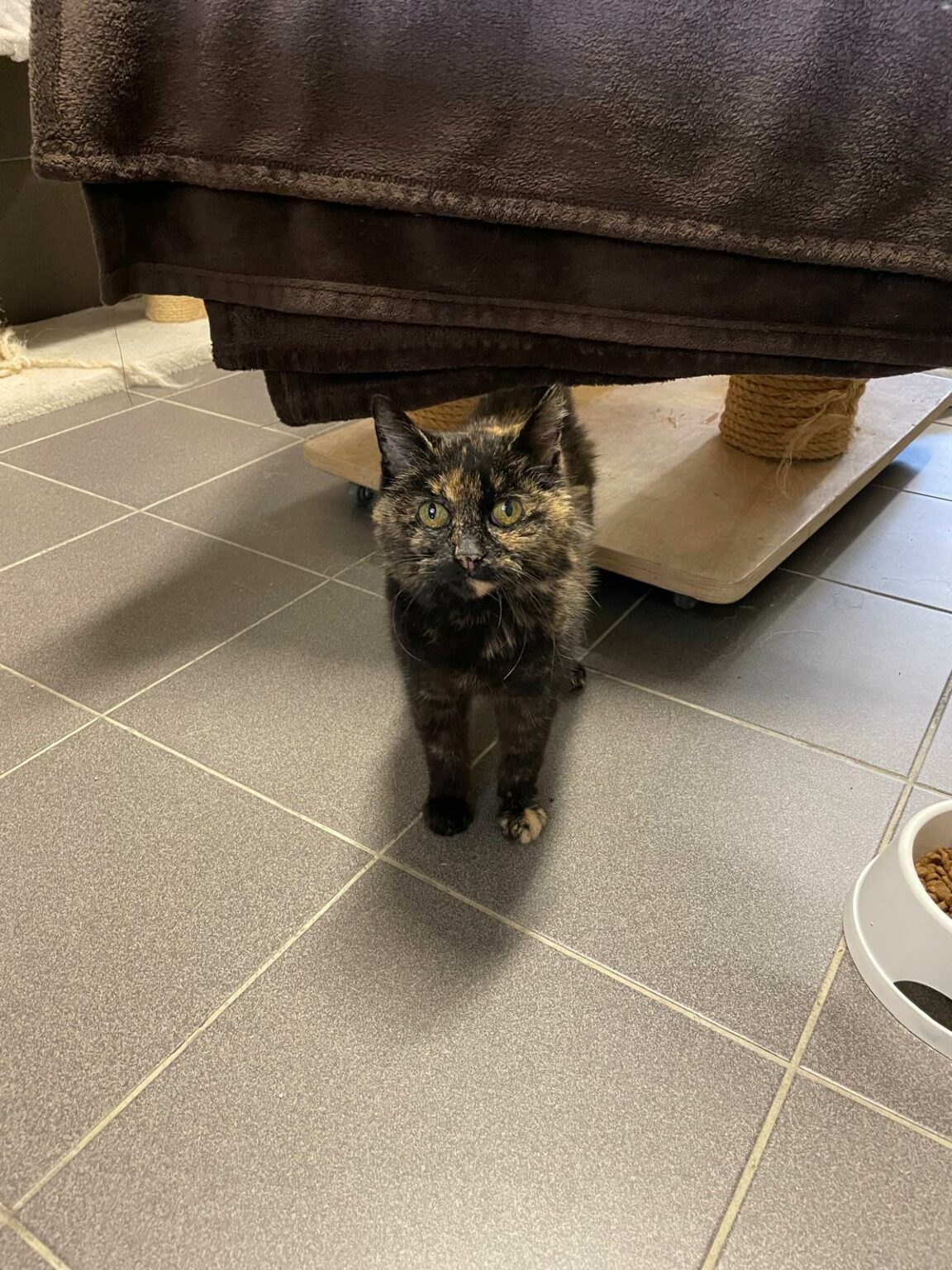 Katten ter adoptie | Dierenasiel Sint-Truiden