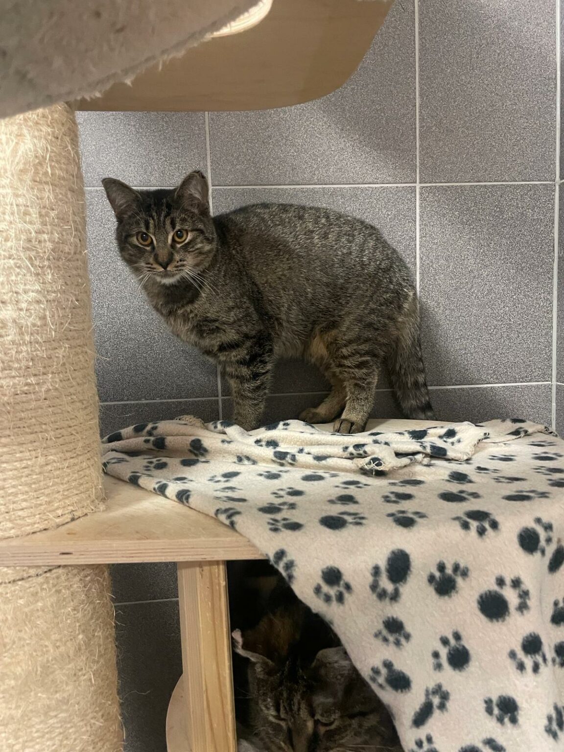 Katten ter adoptie | Dierenasiel Sint-Truiden