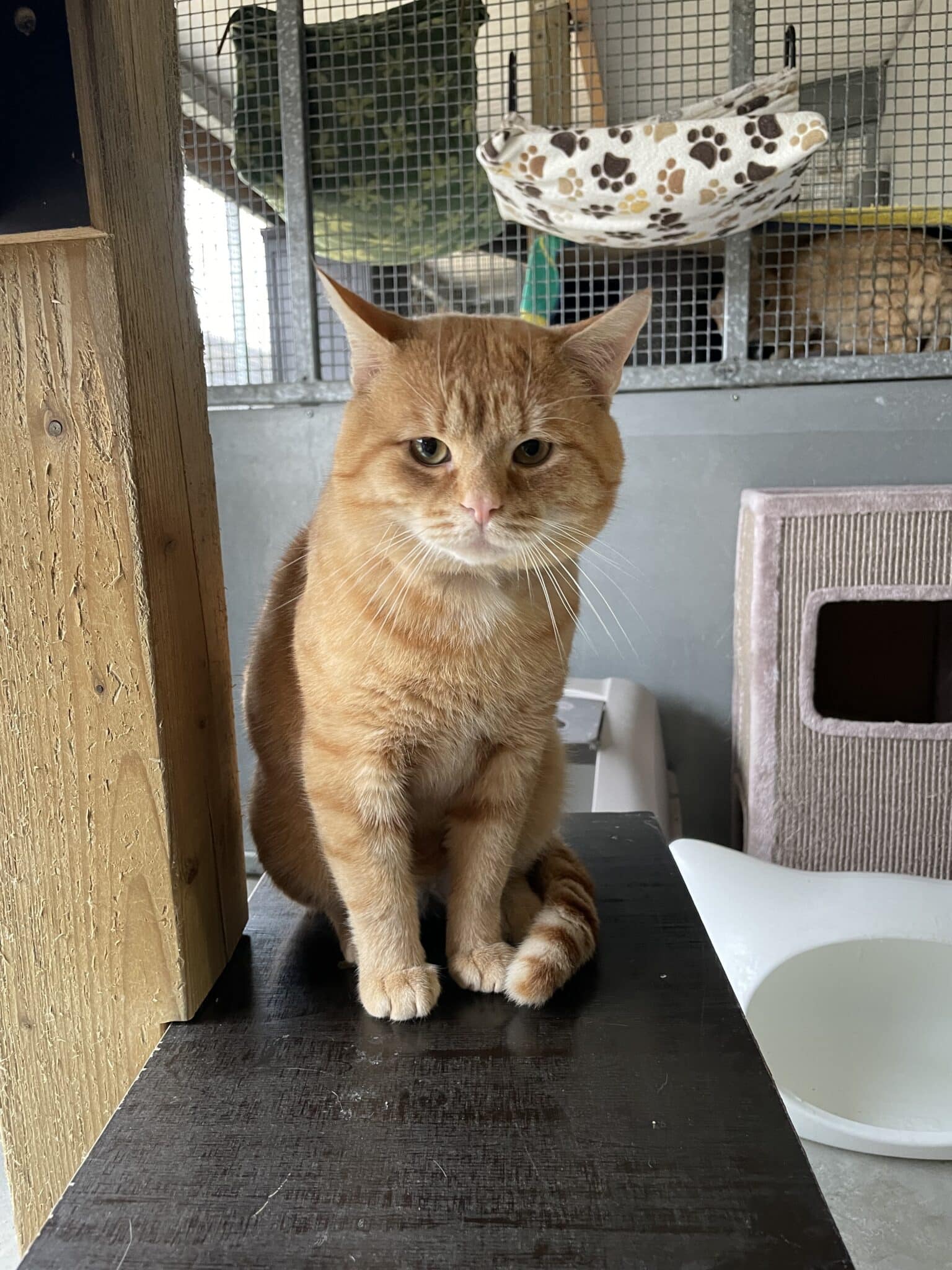 Katten ter adoptie | Dierenasiel Sint-Truiden