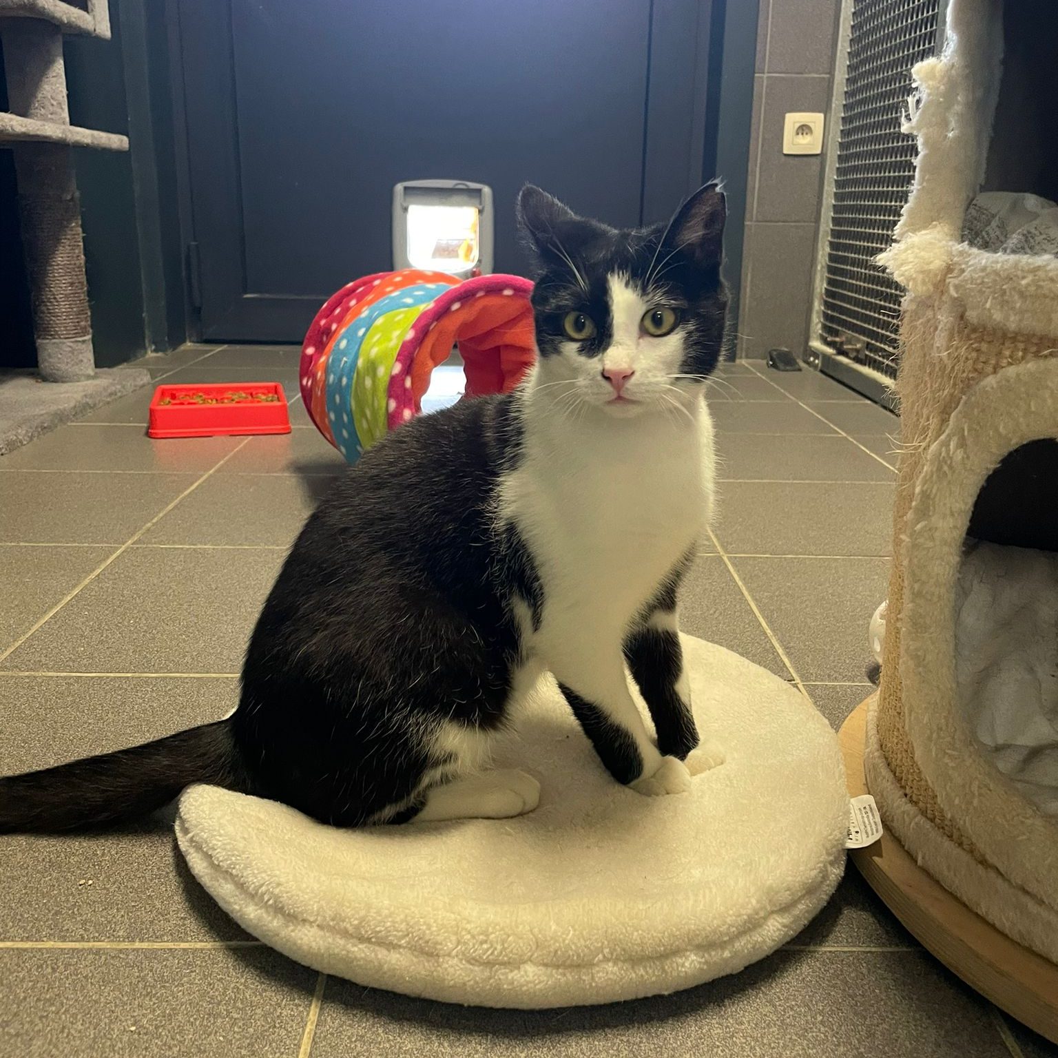 Katten ter adoptie | Dierenasiel Sint-Truiden