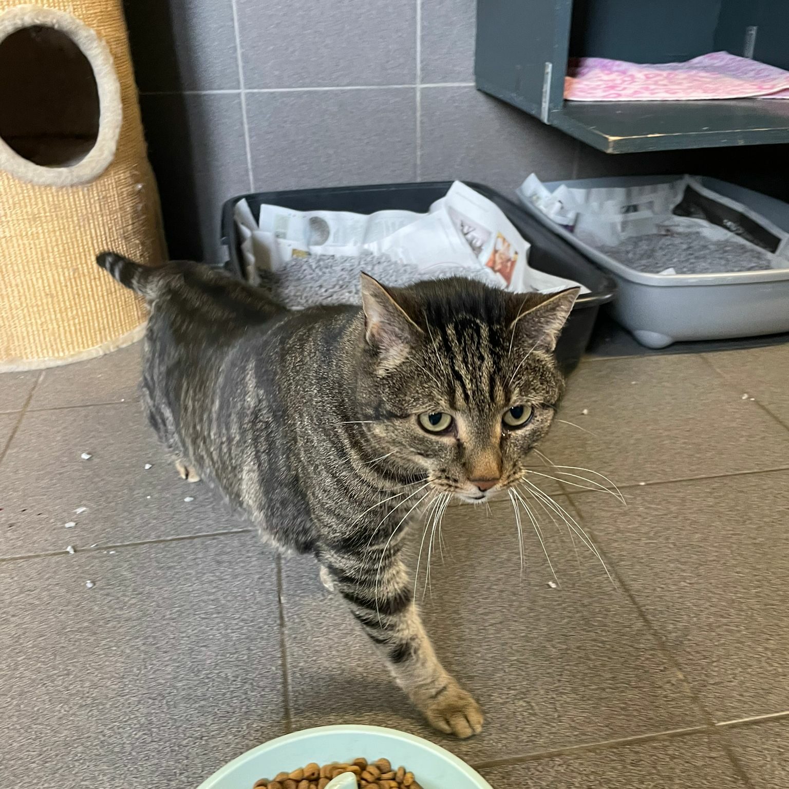 Katten ter adoptie | Dierenasiel Sint-Truiden