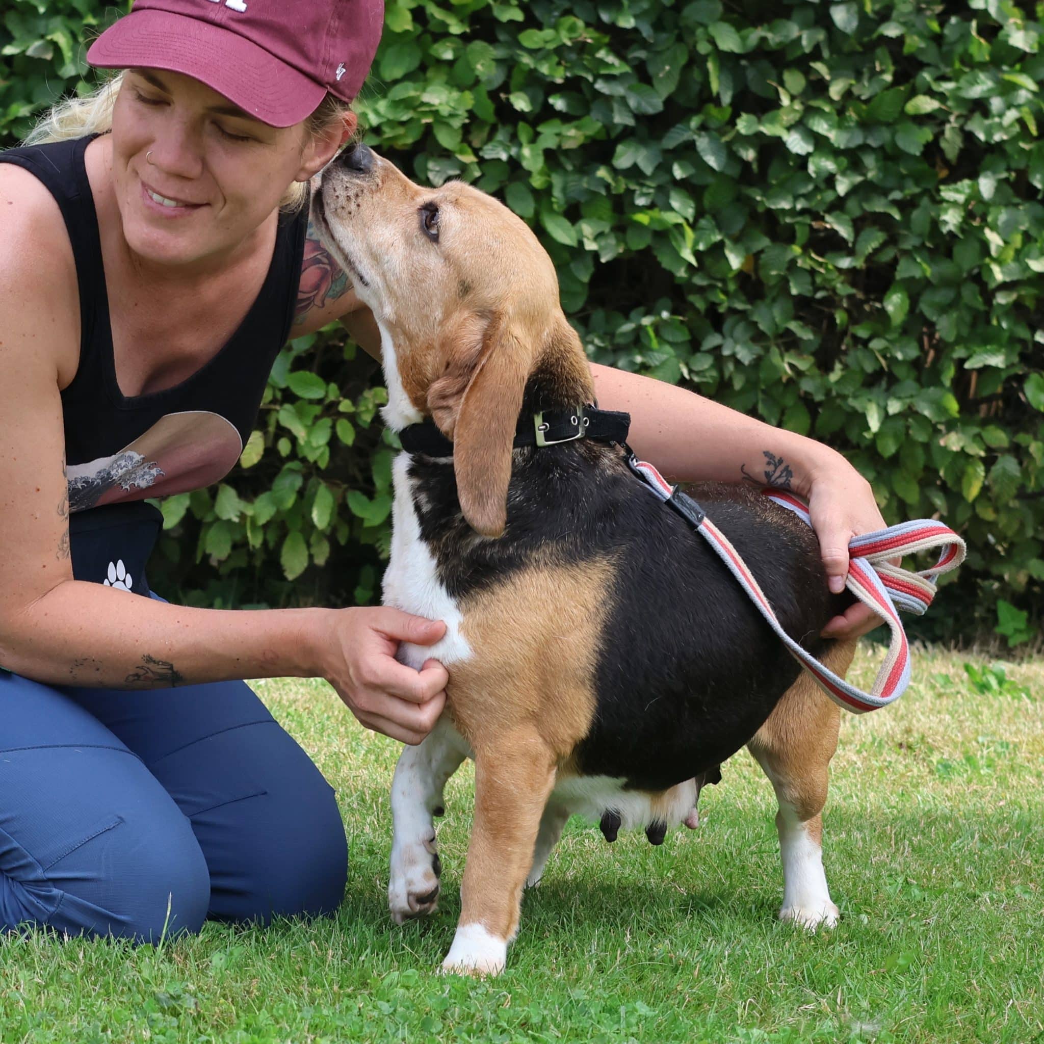 Honden ter adoptie | Dierenasiel Sint-Truiden