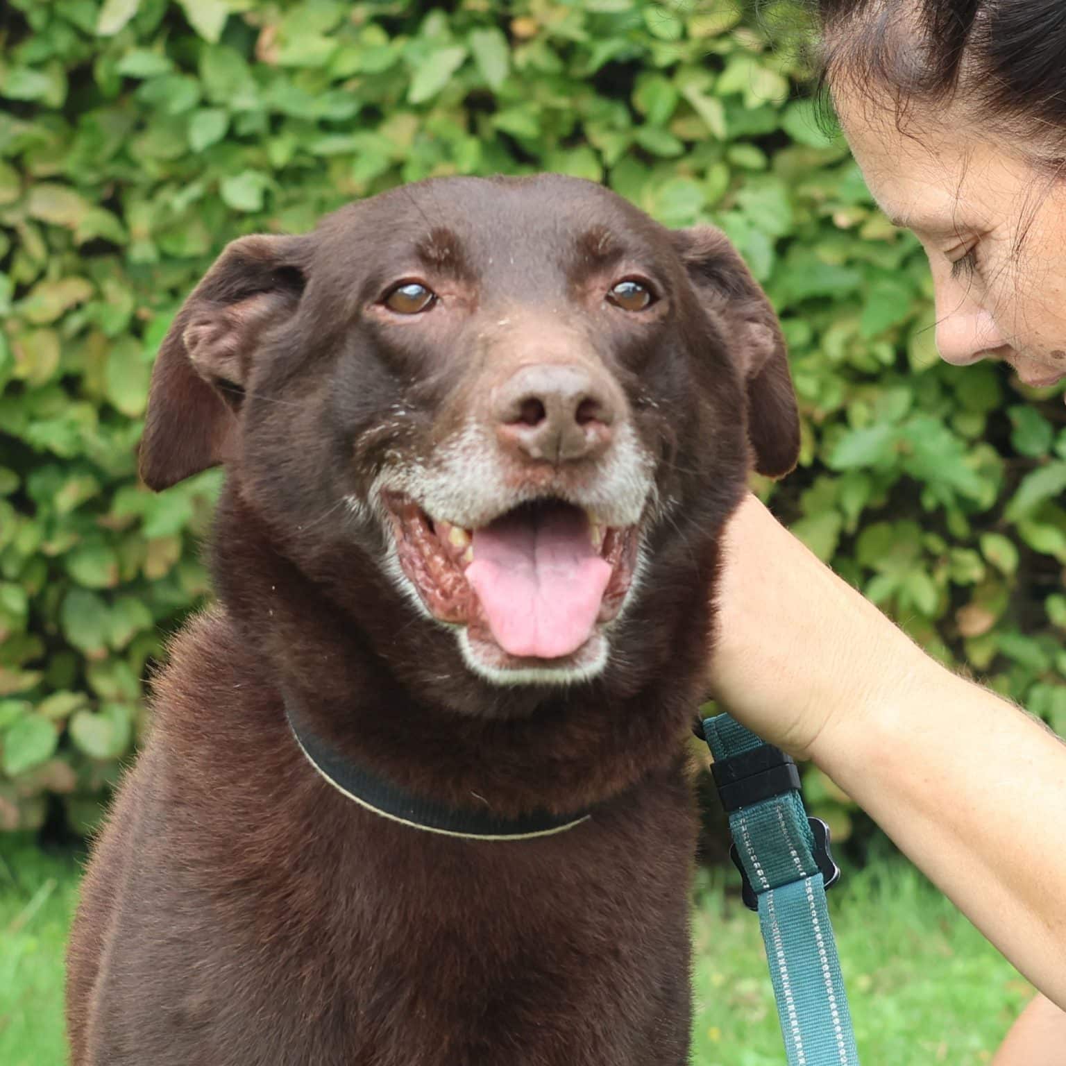 Honden ter adoptie | Dierenasiel Sint-Truiden