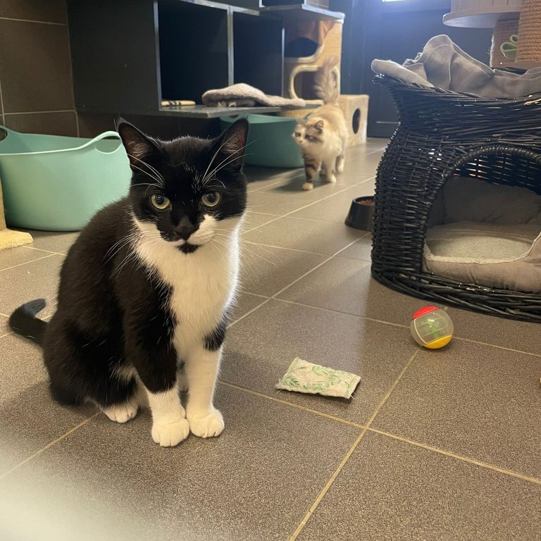 Katten ter adoptie | Dierenasiel Sint-Truiden