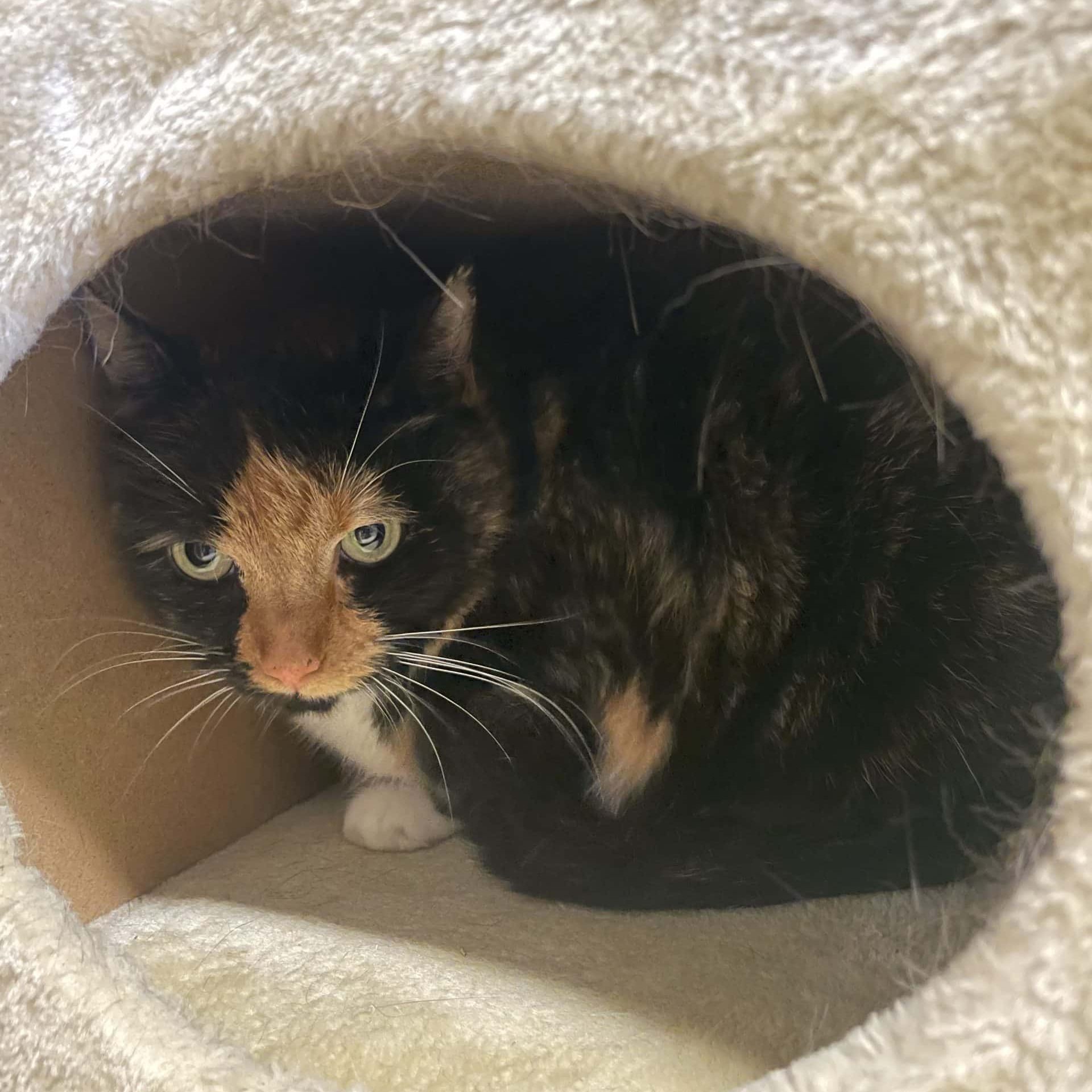 Katten ter adoptie | Dierenasiel Sint-Truiden