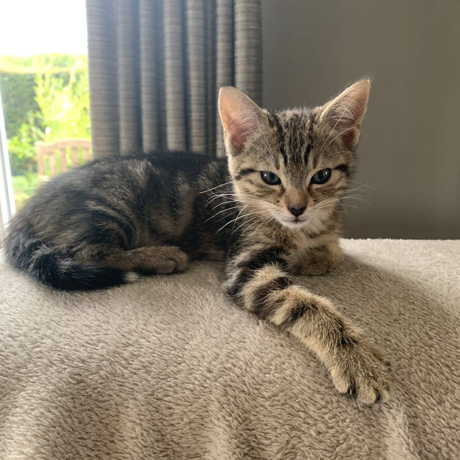 Katten ter adoptie | Dierenasiel Sint-Truiden