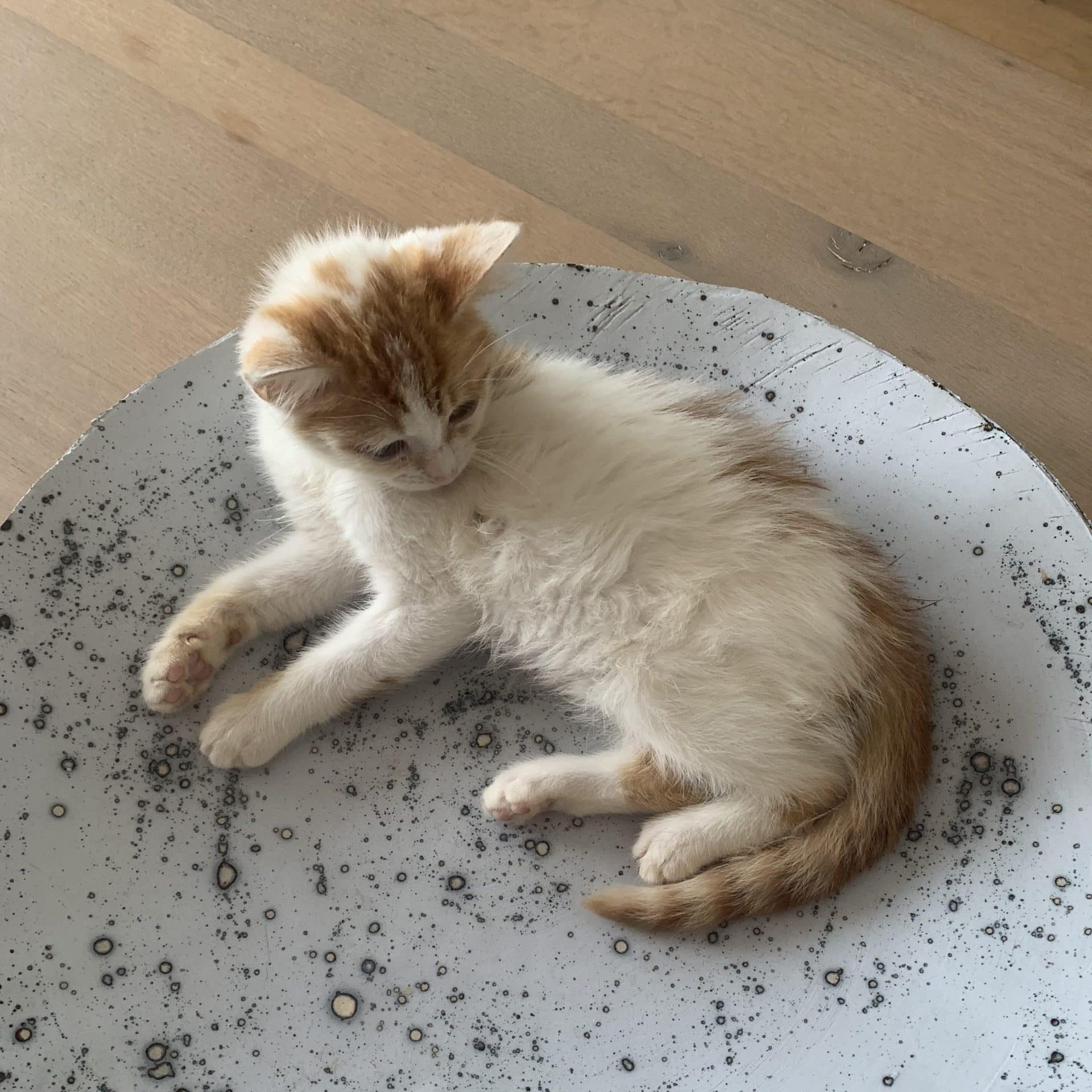 Katten ter adoptie | Dierenasiel Sint-Truiden
