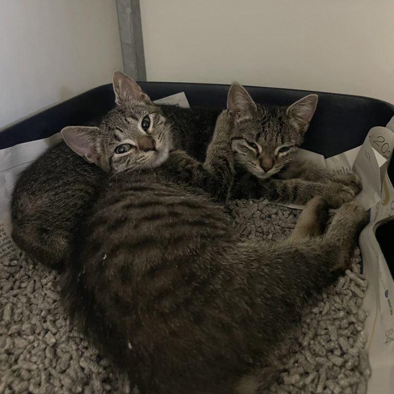 Katten ter adoptie | Dierenasiel Sint-Truiden