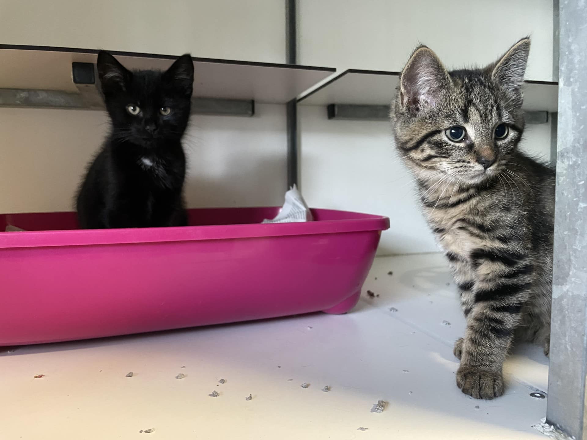 Katten ter adoptie | Dierenasiel Sint-Truiden