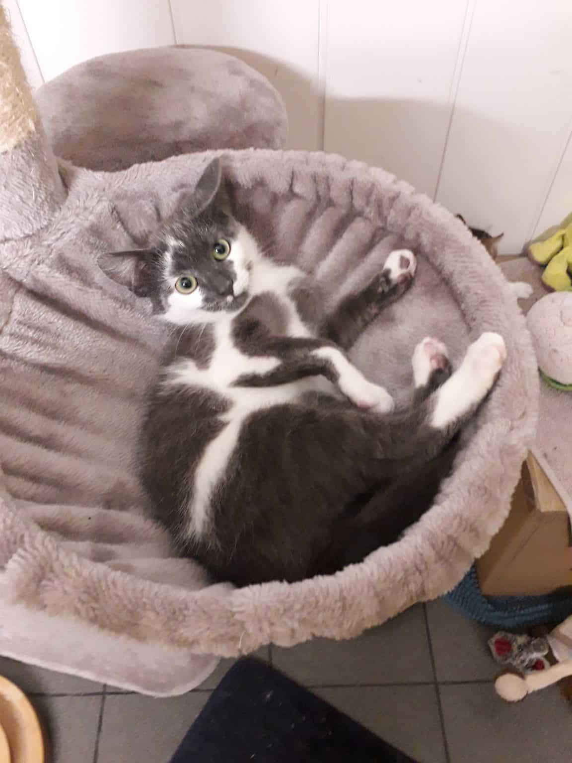 Katten ter adoptie | Dierenasiel Sint-Truiden