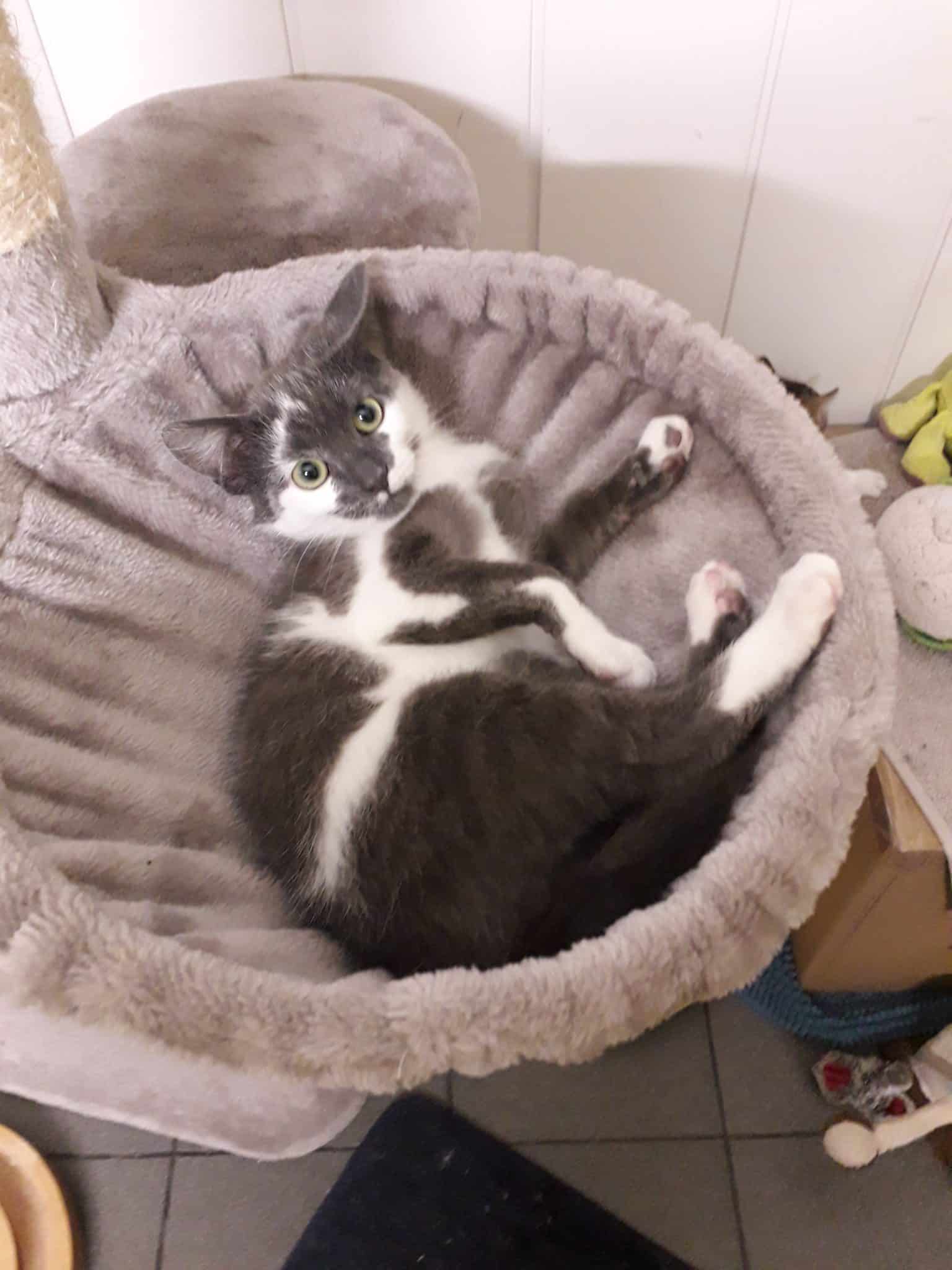 Katten ter adoptie | Dierenasiel Sint-Truiden