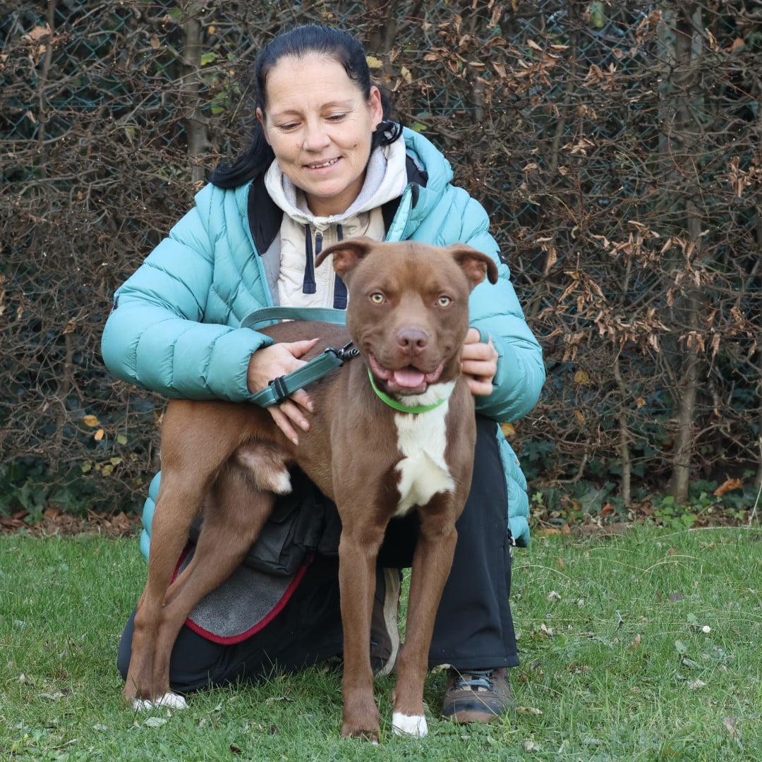 Honden ter adoptie | Dierenasiel Sint-Truiden