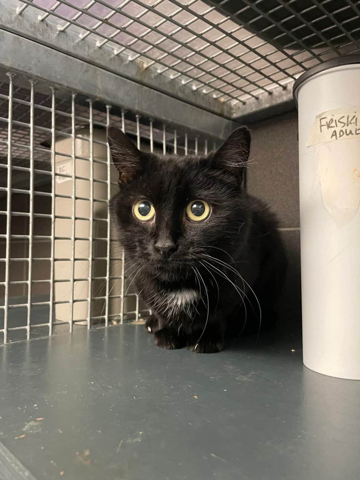 Katten ter adoptie | Dierenasiel Sint-Truiden