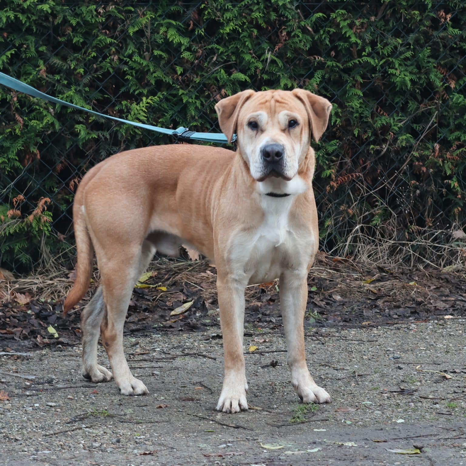 Honden ter adoptie | Dierenasiel Sint-Truiden