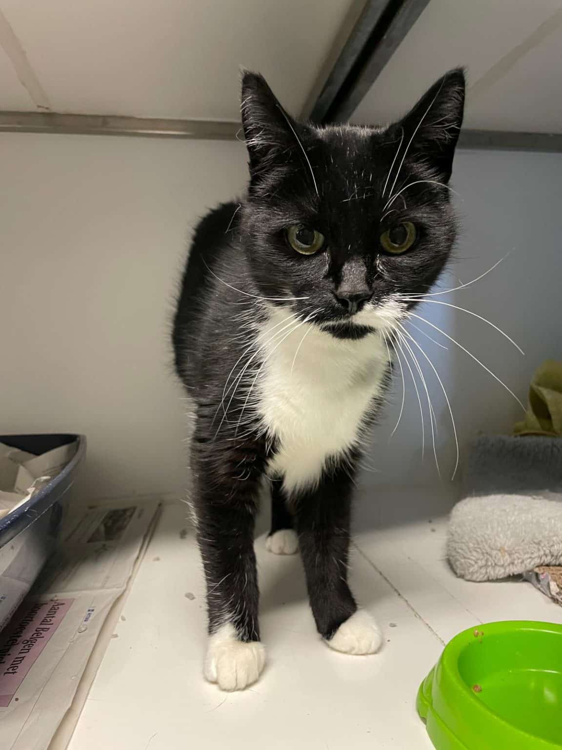 Katten ter adoptie | Dierenasiel Sint-Truiden