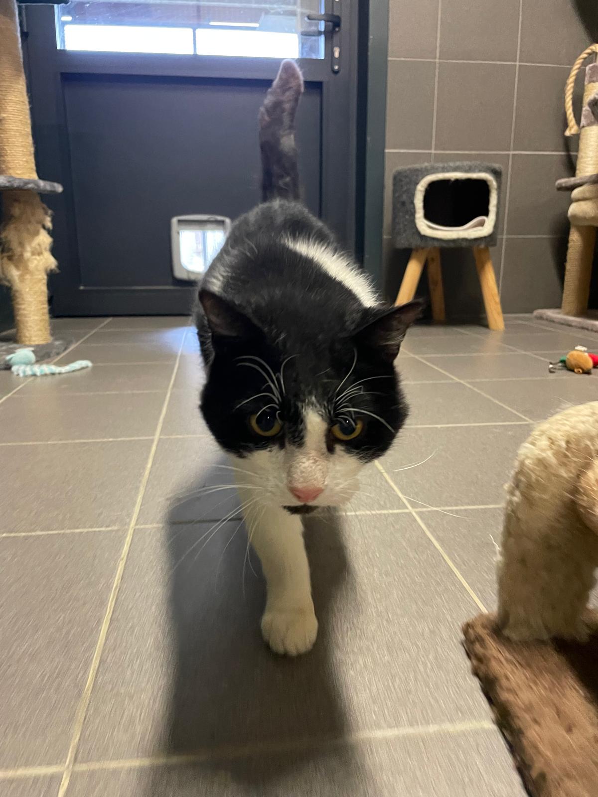 Katten ter adoptie | Dierenasiel Sint-Truiden