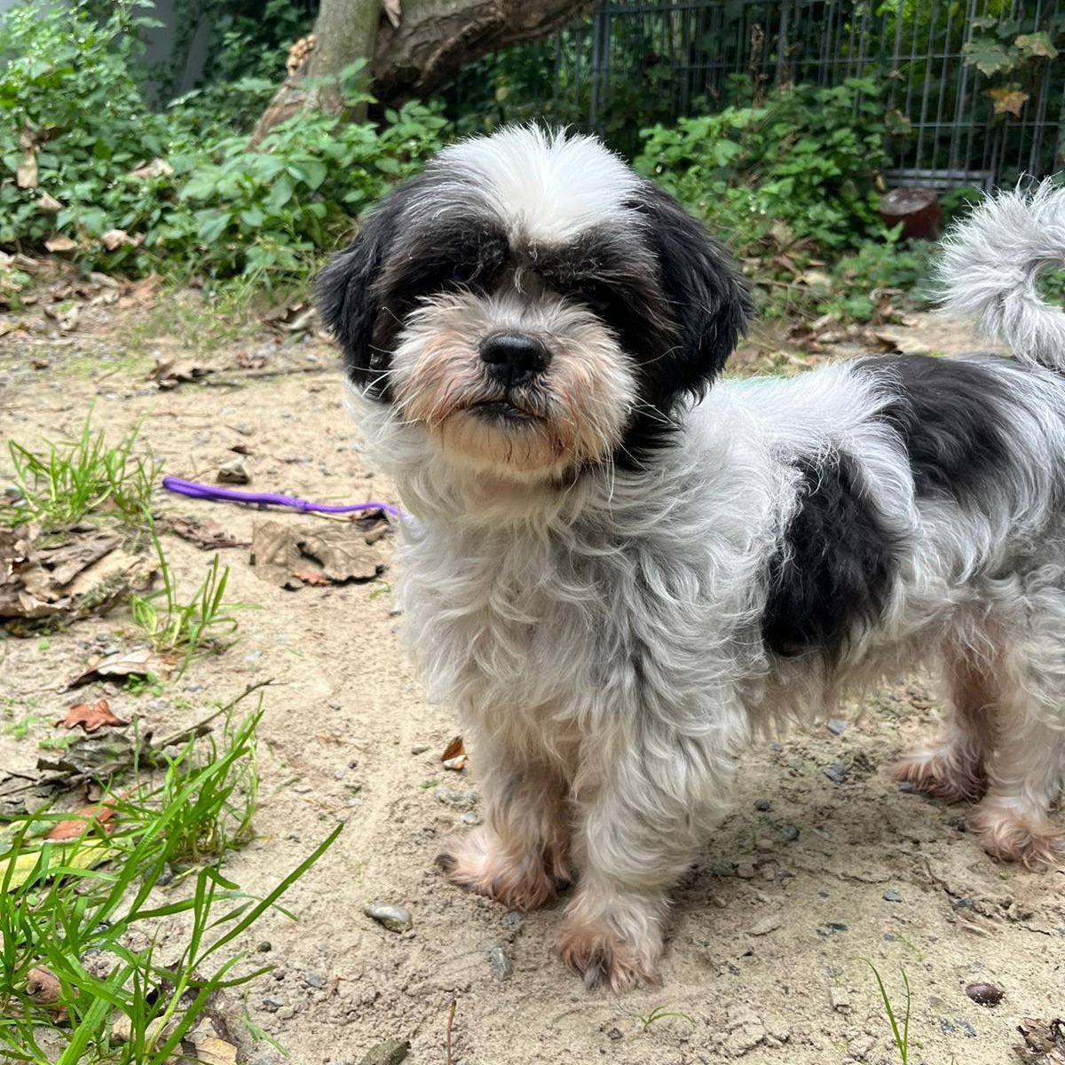 Honden ter adoptie | Dierenasiel Sint-Truiden