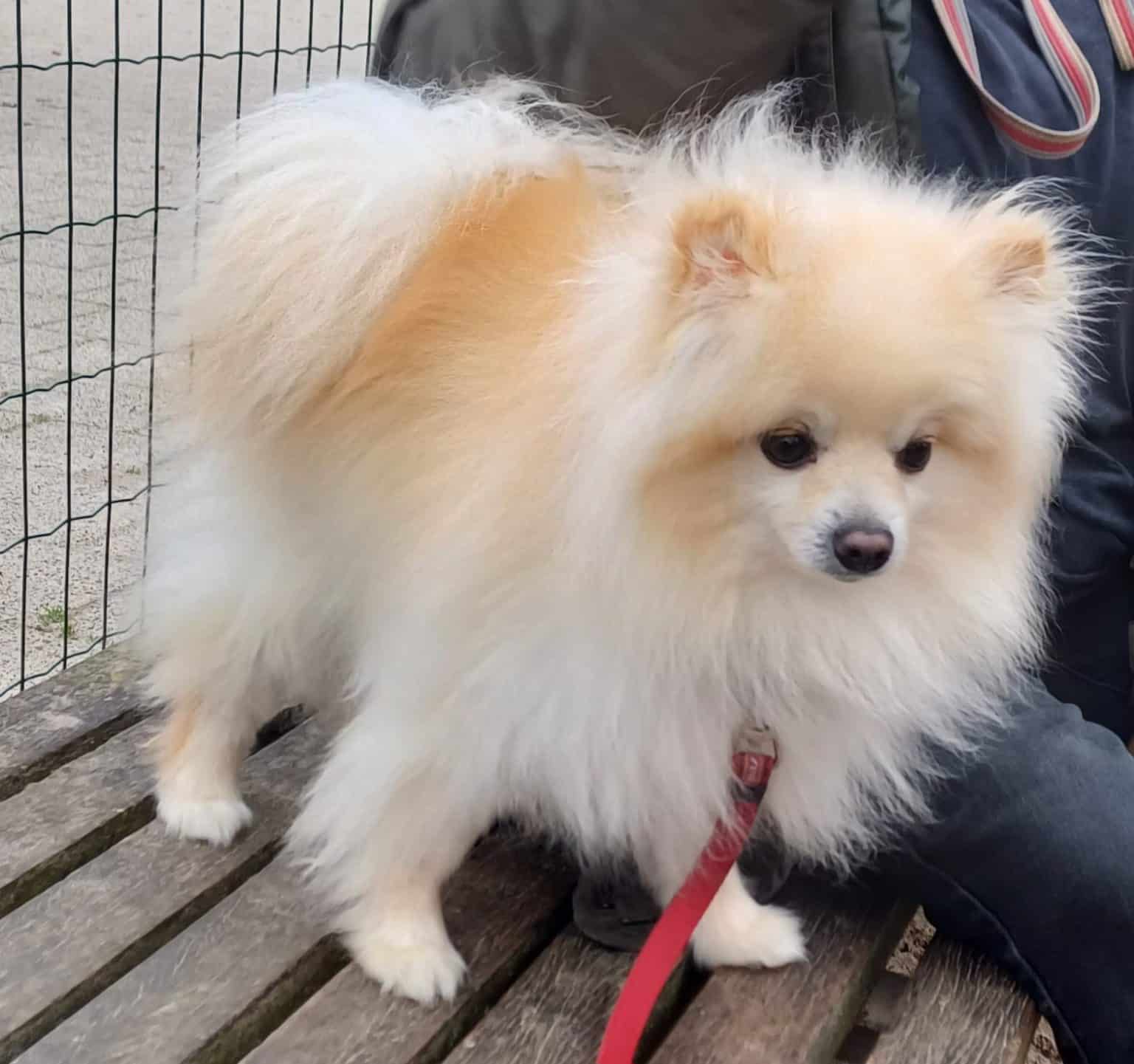 Honden ter adoptie | Dierenasiel Sint-Truiden