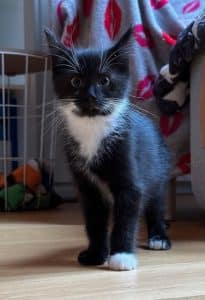 Katten ter adoptie | Dierenasiel Sint-Truiden