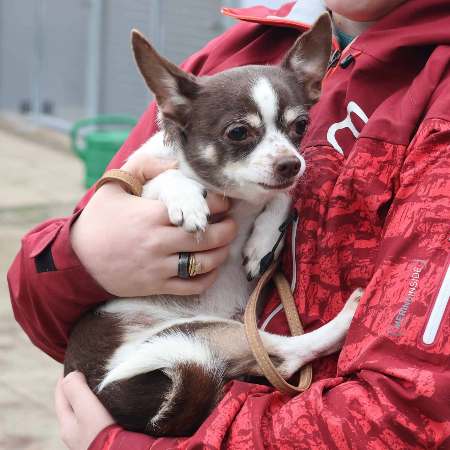 Honden ter adoptie | Dierenasiel Sint-Truiden