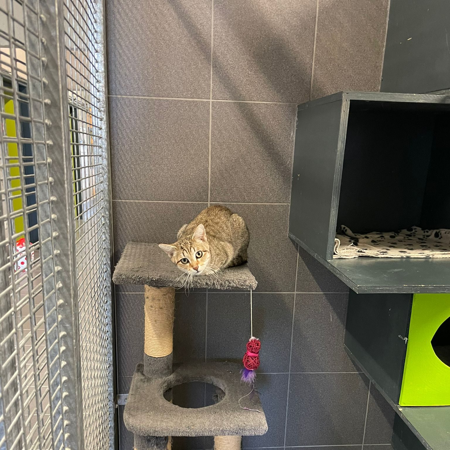 Katten ter adoptie | Dierenasiel Sint-Truiden