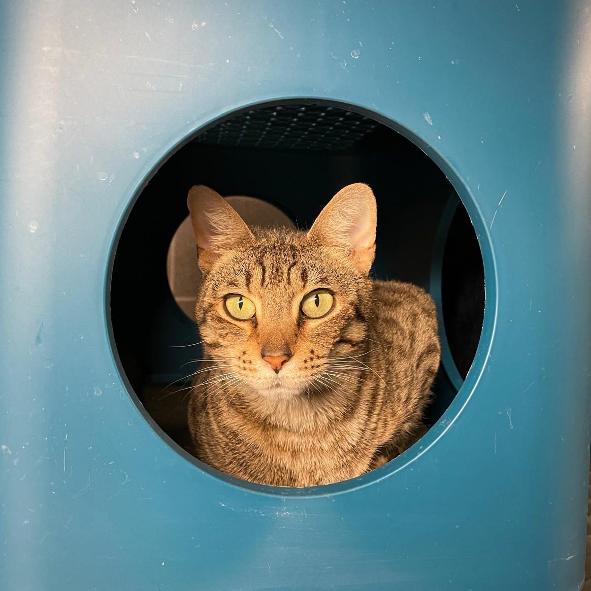 Katten ter adoptie | Dierenasiel Sint-Truiden