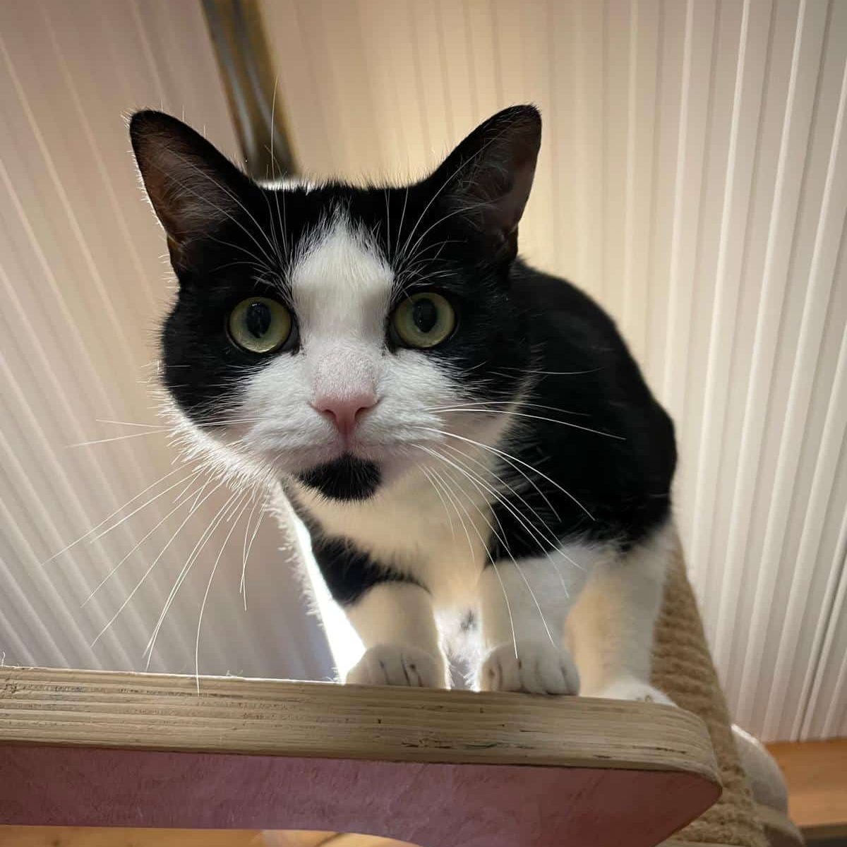 Katten ter adoptie | Dierenasiel Sint-Truiden