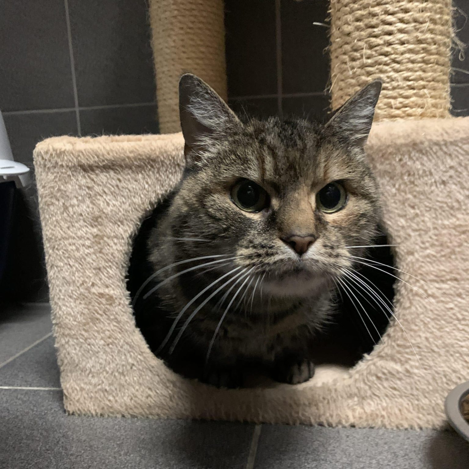 Katten ter adoptie | Dierenasiel Sint-Truiden