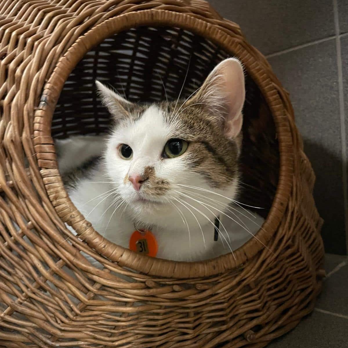 Katten ter adoptie | Dierenasiel Sint-Truiden