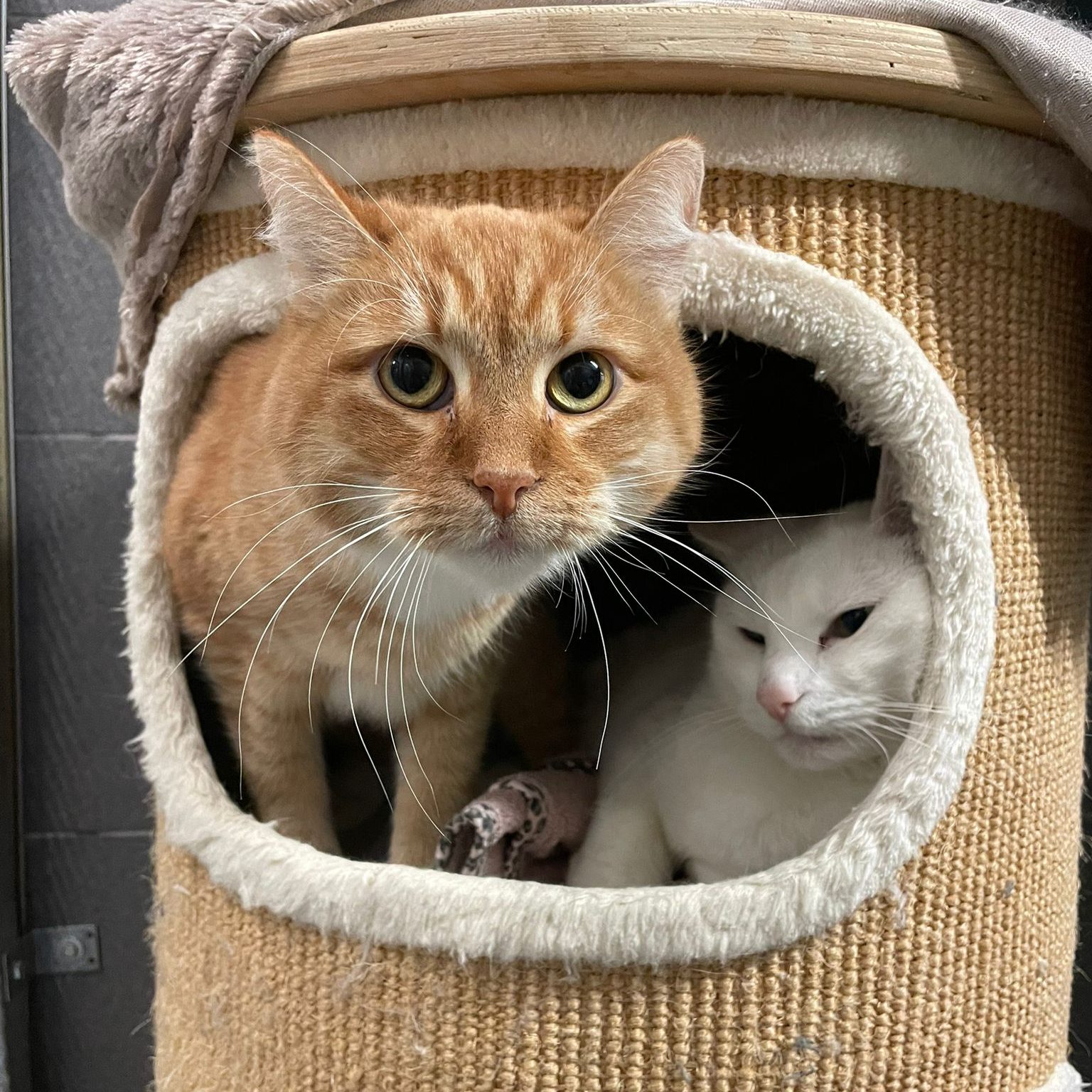 Katten ter adoptie | Dierenasiel Sint-Truiden