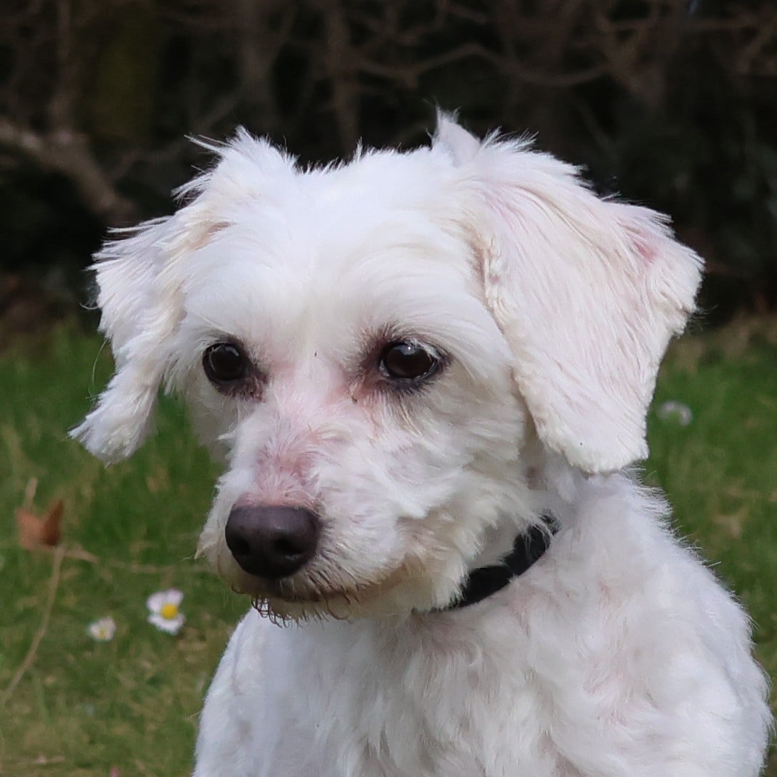 Honden ter adoptie | Dierenasiel Sint-Truiden