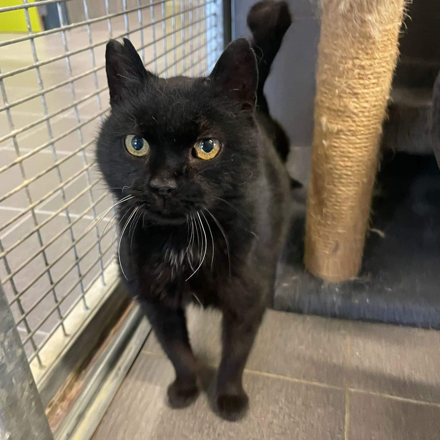 Katten ter adoptie | Dierenasiel Sint-Truiden