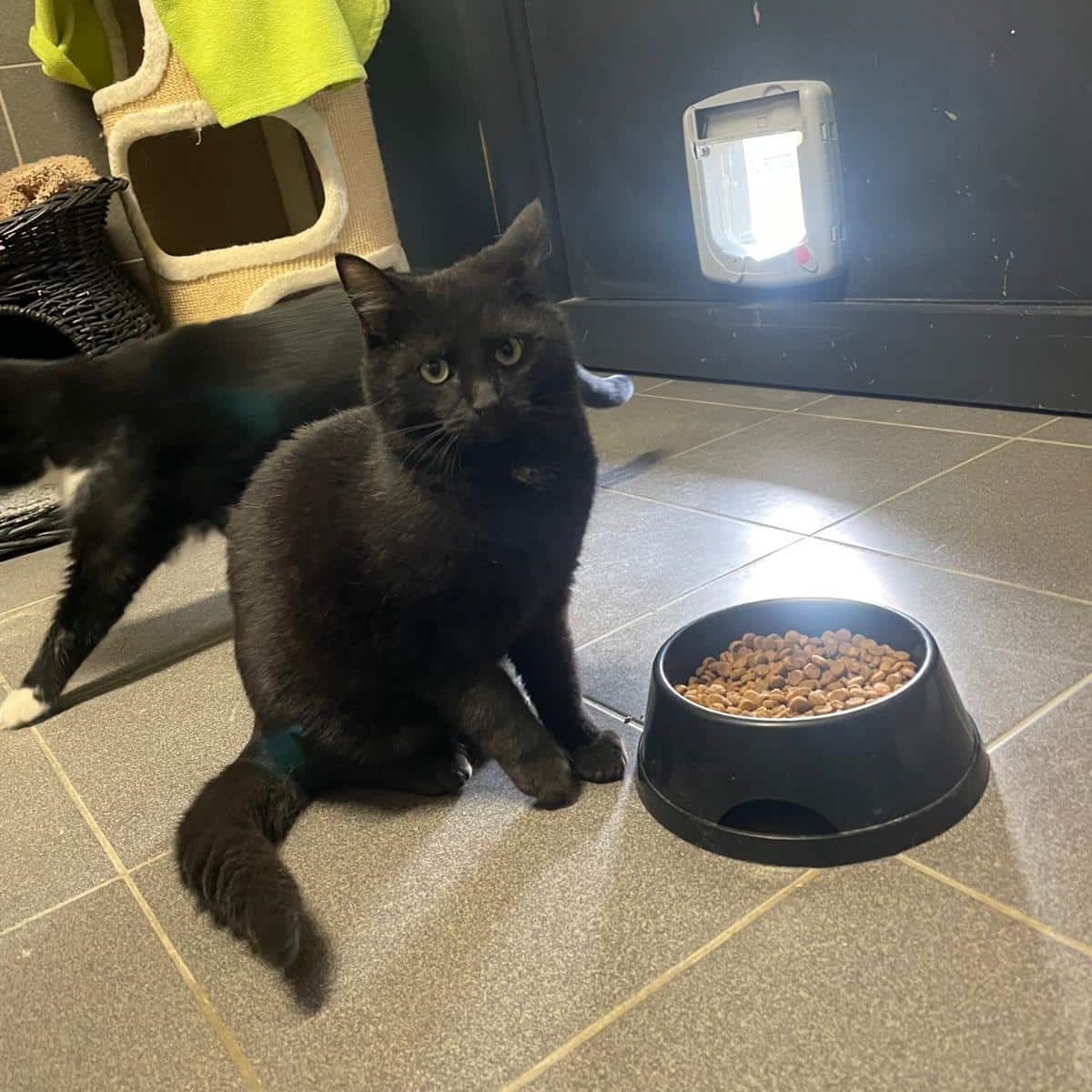 Katten ter adoptie | Dierenasiel Sint-Truiden